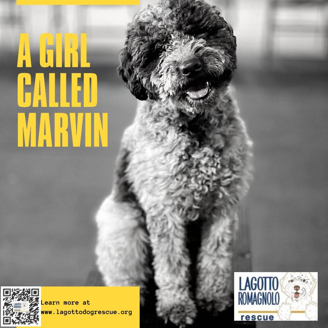 Happy Tails Dogs – Lagotto Romagnolo Dog Rescue