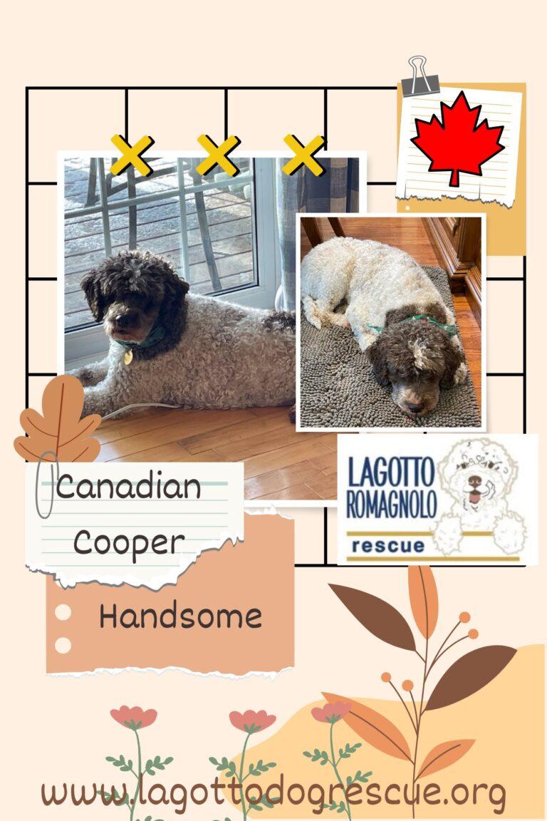 So You Want To Adopt? – Lagotto Romagnolo Dog Rescue