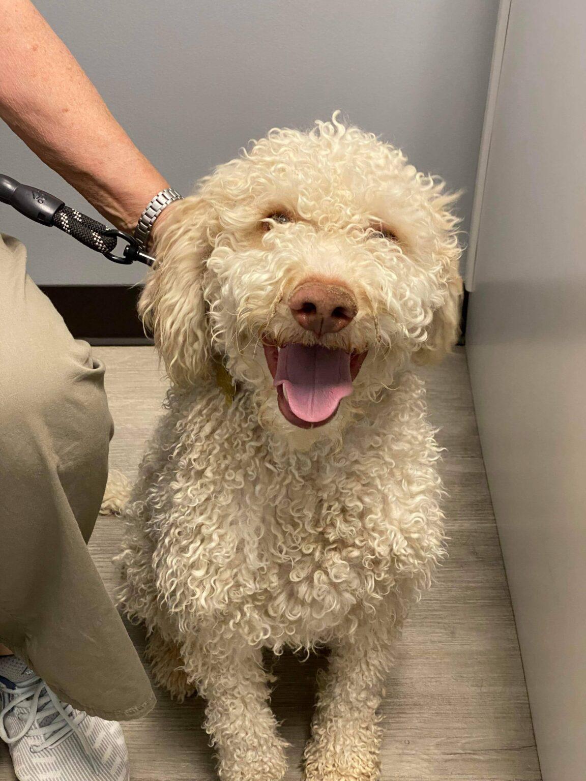 Surrender Your Pet – Lagotto Romagnolo Dog Rescue