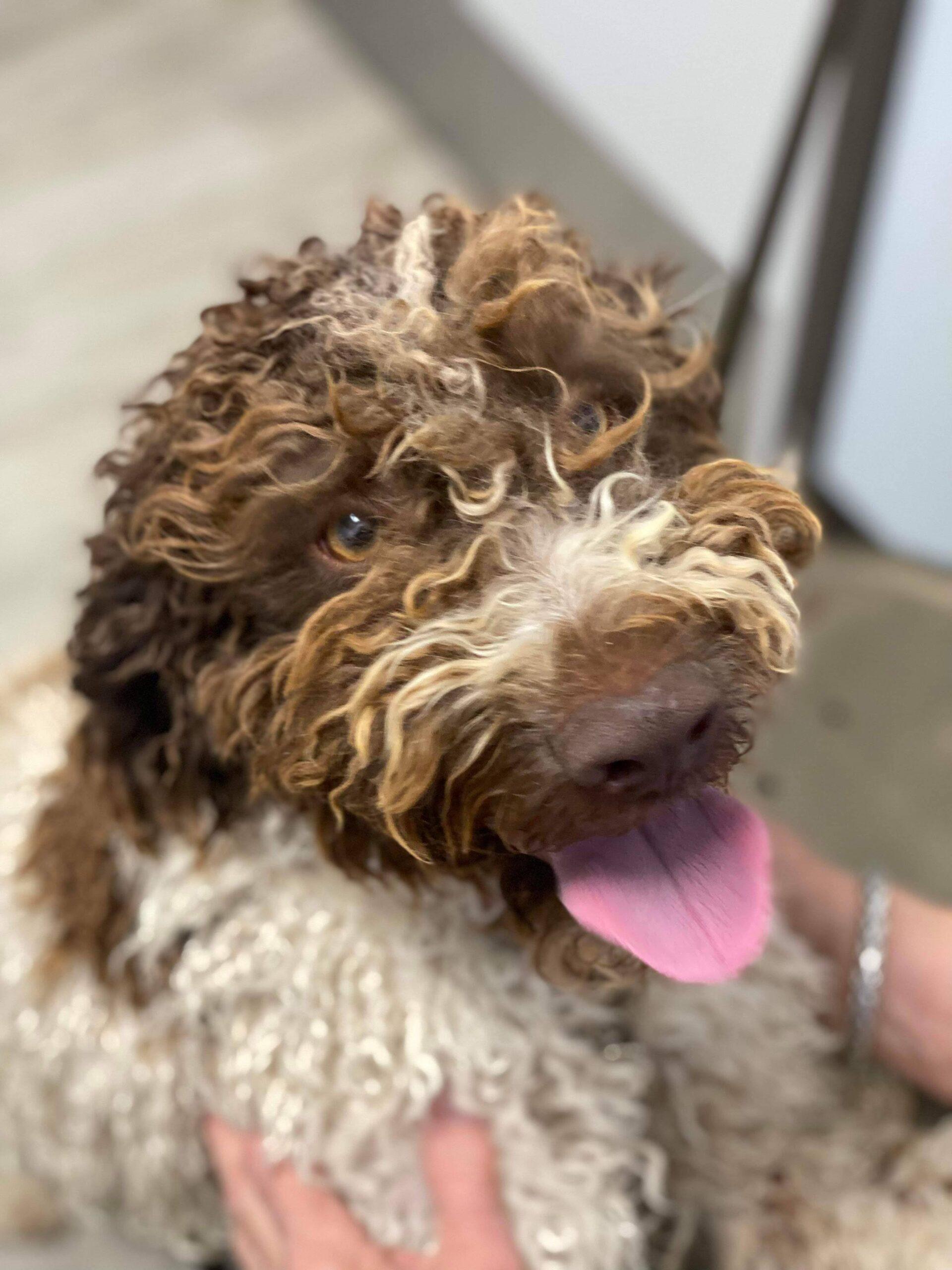 Financial Resources – Lagotto Romagnolo Dog Rescue