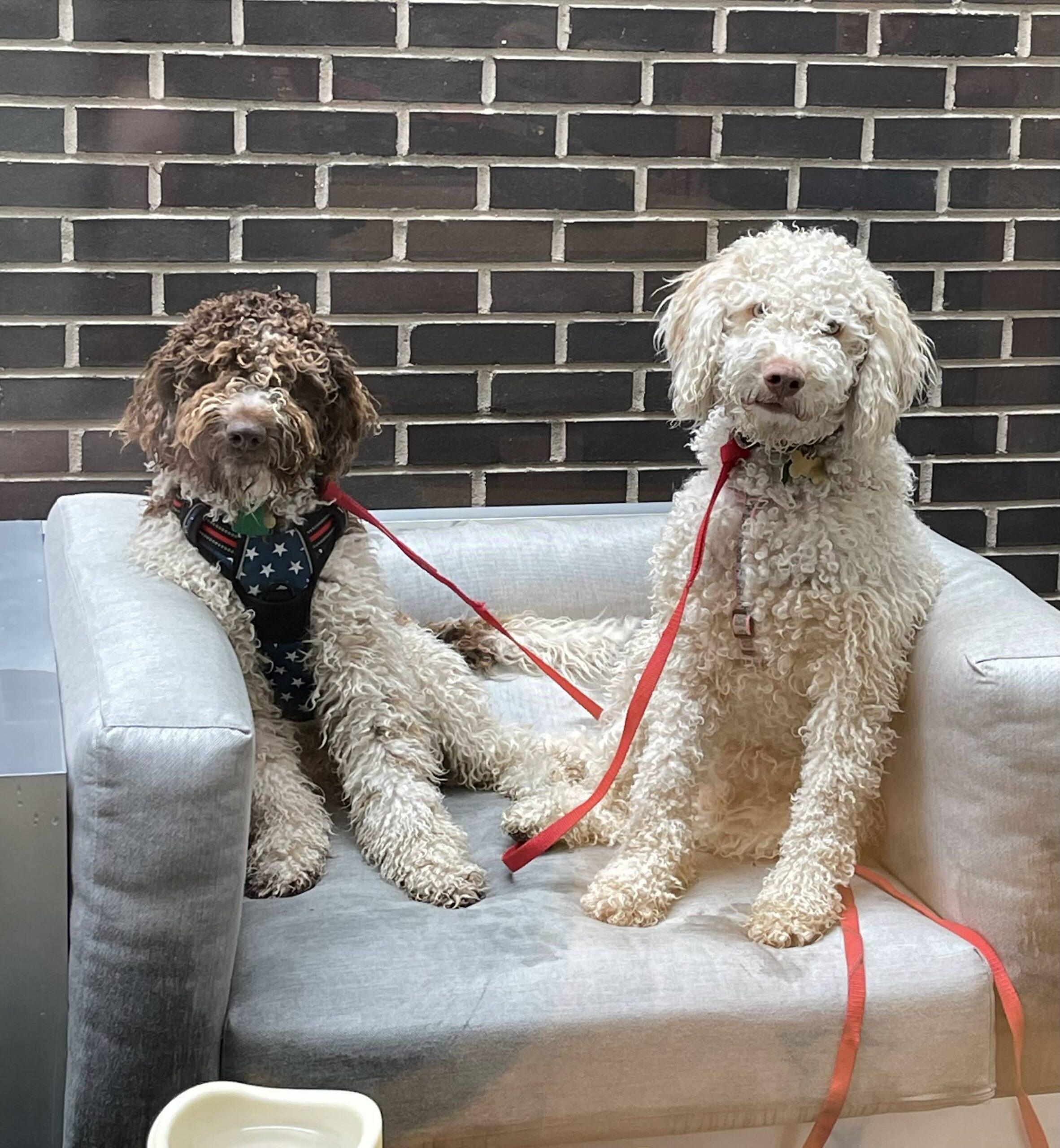 Available Dogs – Lagotto Romagnolo Dog Rescue