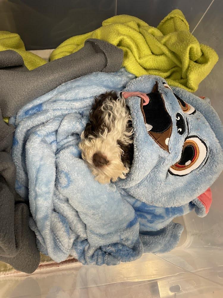 Recovery Room Dogs – Lagotto Romagnolo Dog Rescue