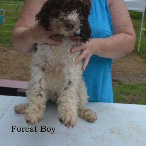 Boog – Lagotto Romagnolo Dog Rescue